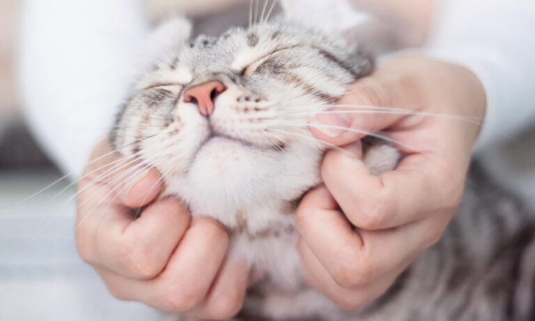 Decoding Cat Communication: Purring, Meowing, and Beyond | The Trendy Pet