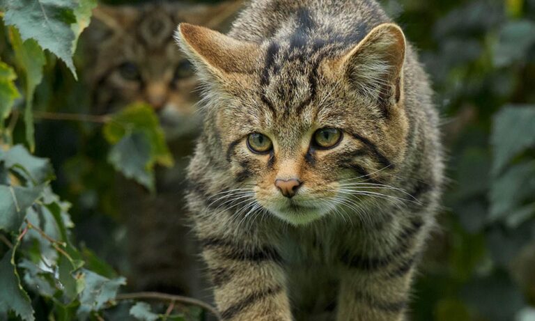 Domestic Cats vs. Wild Cats: A Comparative Analysis | The Trendy Pet
