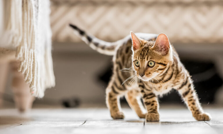 Understanding Cat Psychology: The Feline Mind | The Trendy Pet