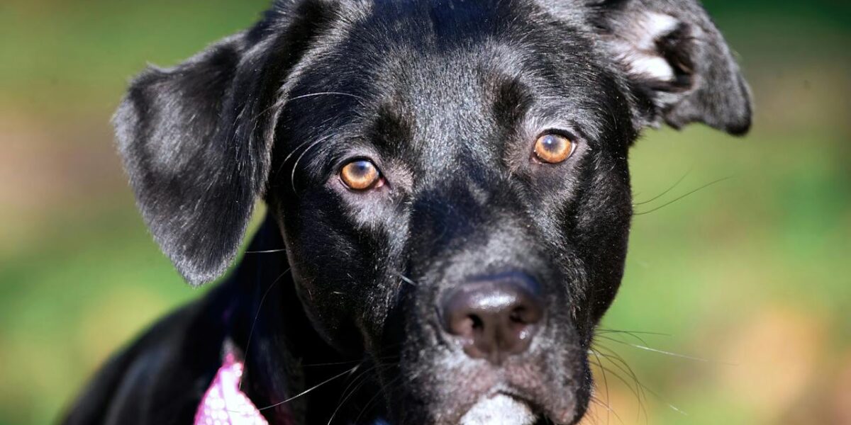 Furry First Aid: A Crucial Investment for Your Canine and Feline ...