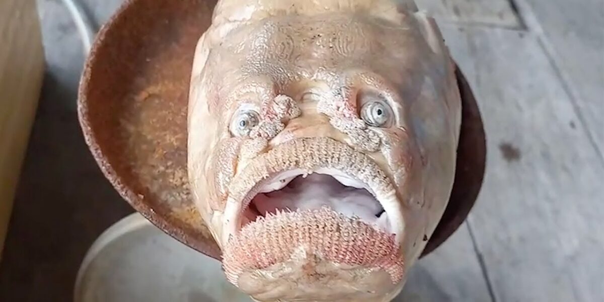 Ugly Fish With Big lips | The Trendy Pet