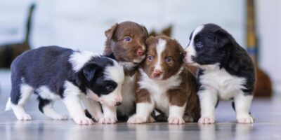 Why Choosing the Right Breeder Matters When Looking for Puppies for ...