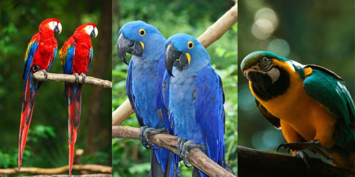 All Types of Macaw Species & Where to Get Them for Sale