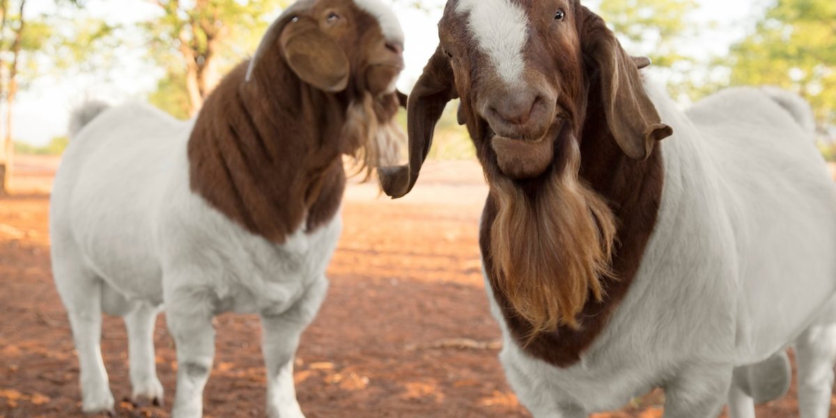 From Feed to Fertility: How Ellinger Boer Goats Breed Champions Through ...