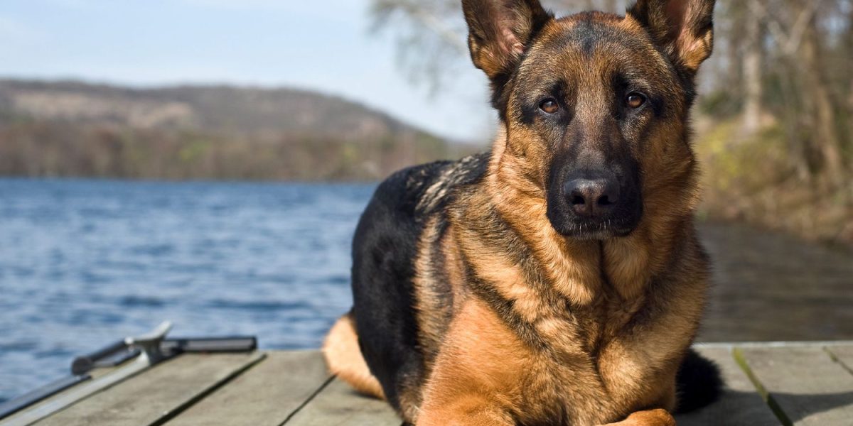 Families Trust German Shepherds as the Ultimate Protection Dogs | The ...